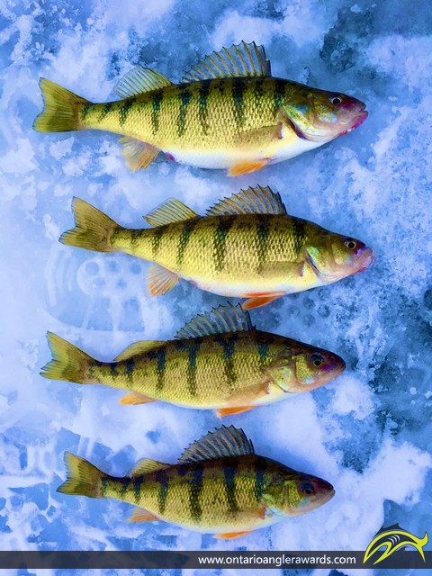 Yellow Perch | OFAH Ontario Angler Awards