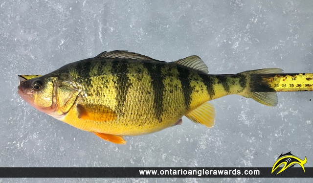Yellow Perch | OFAH Ontario Angler Awards