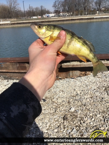 Yellow Perch | OFAH Ontario Angler Awards